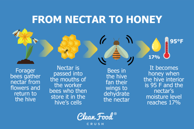 Everything You Need to Know About Honey | Clean Food Crush